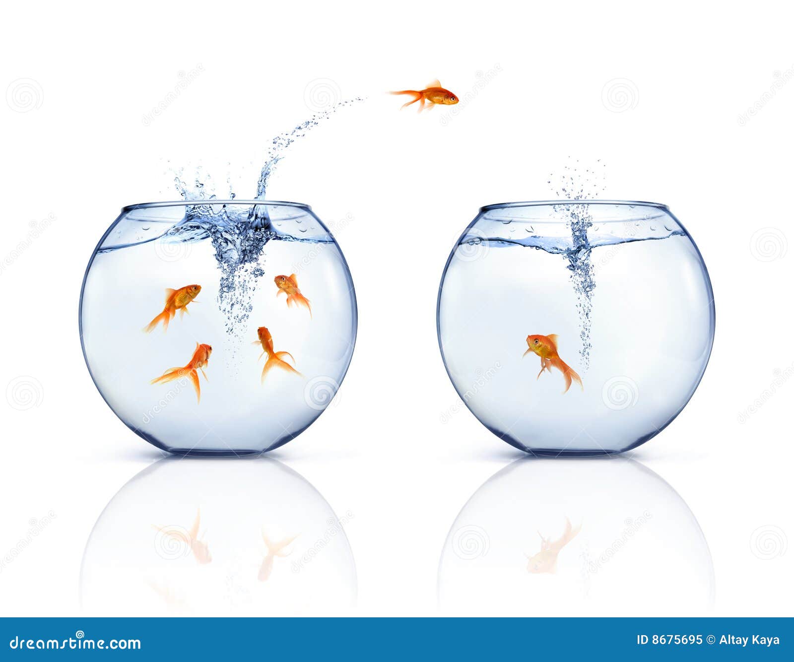 Springende Goudvissen stock afbeelding. Image of sprong - 8675695