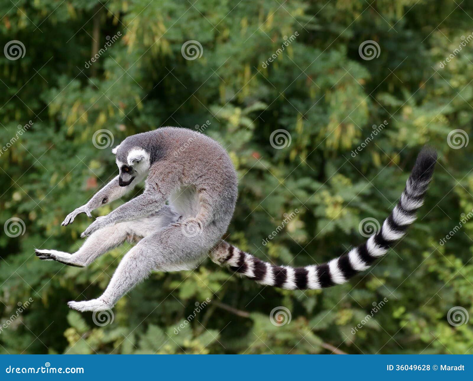 Springende Katta stockfoto. Bild von madagaskar, ring - 36049628