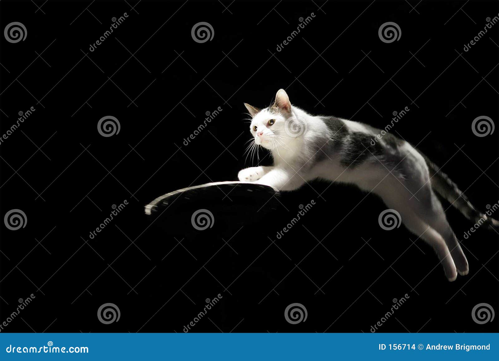 Springende Katze stockfoto. Bild von beinig, sprung, schwarzes - 156714