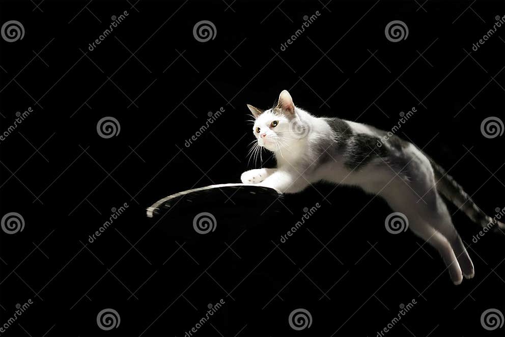 Springende Katze stockfoto. Bild von beinig, sprung, schwarzes - 156714