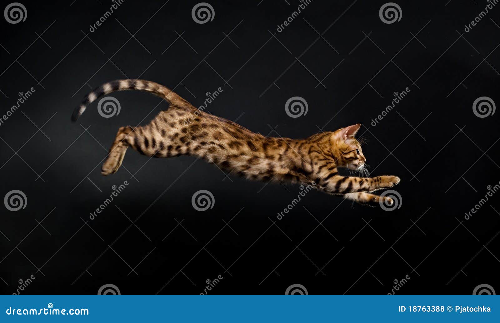 Springende Katze stockfoto. Bild von mantel, inländisch - 18763388