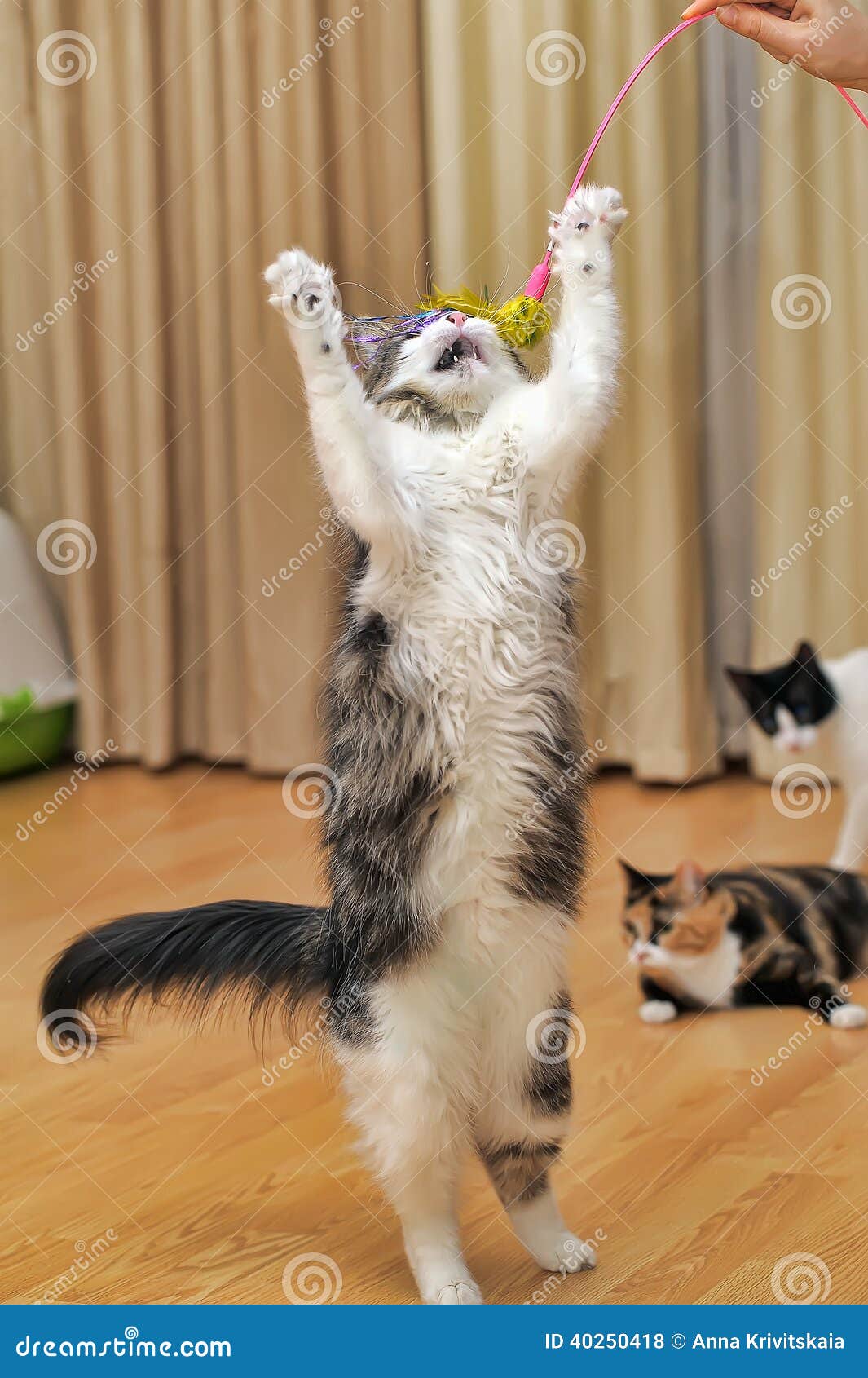 Springende Katze stockfoto. Bild von pelz, flugwesen - 40250418