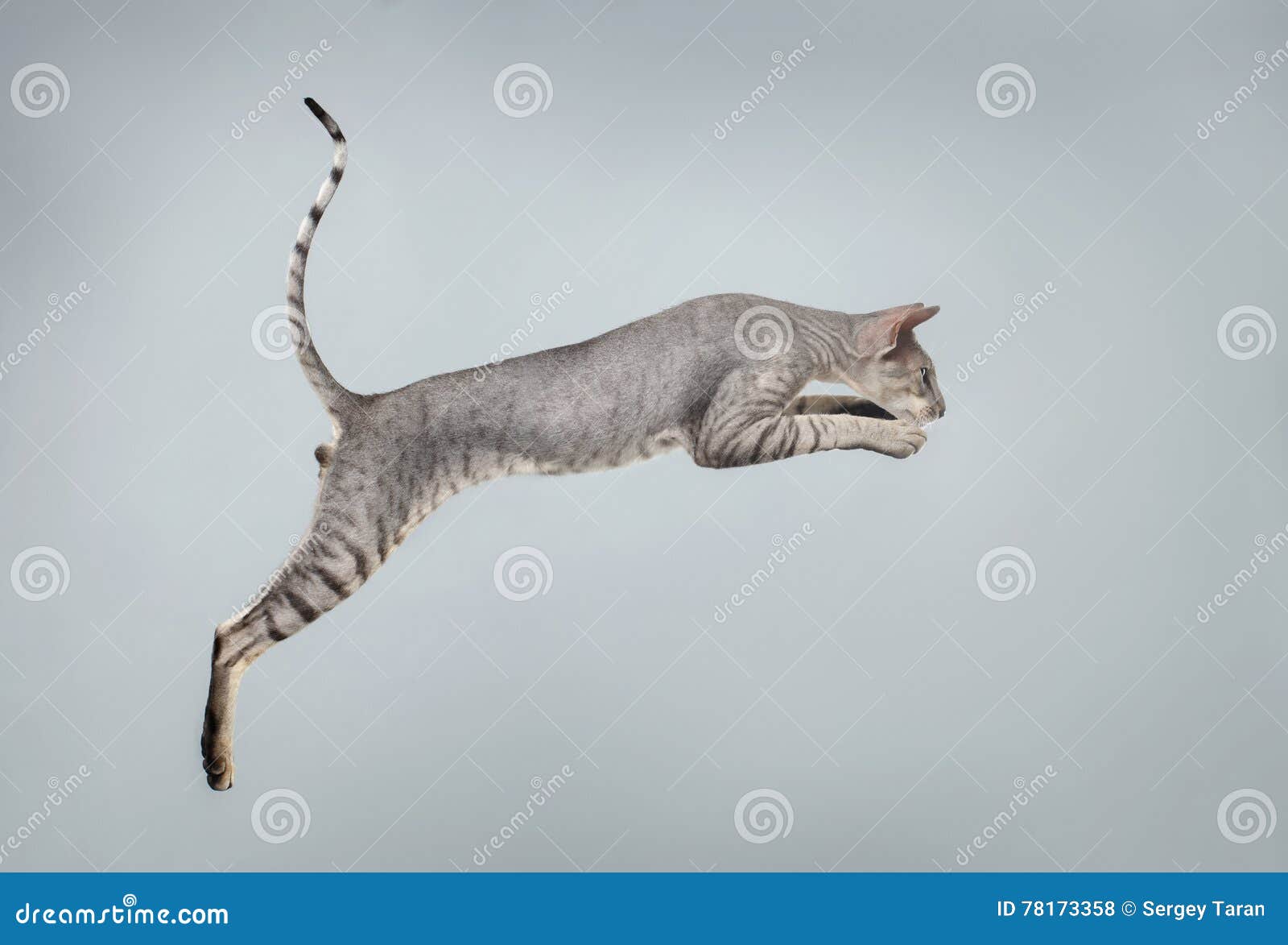 Springende Katze Peterbald Sphynx Auf Weiß Stockfoto - Bild von tier ...
