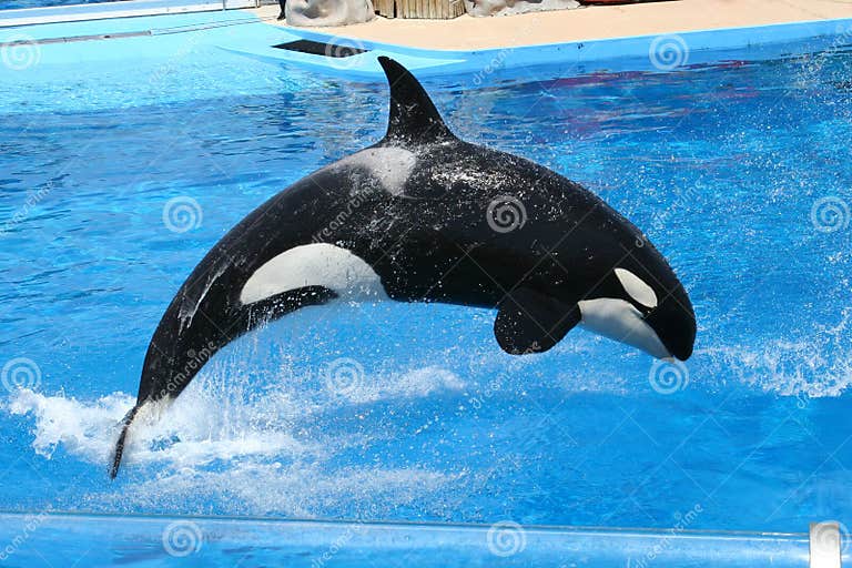 Springende Orka redactionele stock foto. Image of walvis - 487873