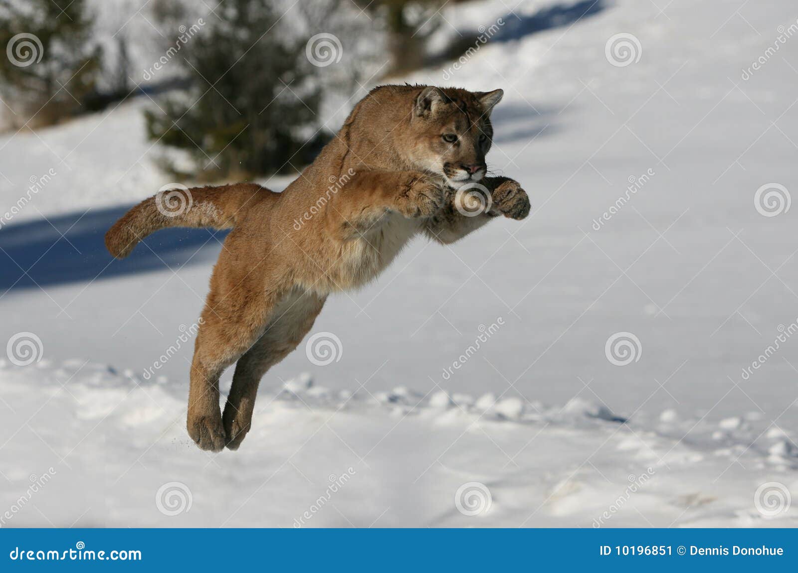 Springende Poema stock afbeelding. Image of woest, gezicht - 10196851