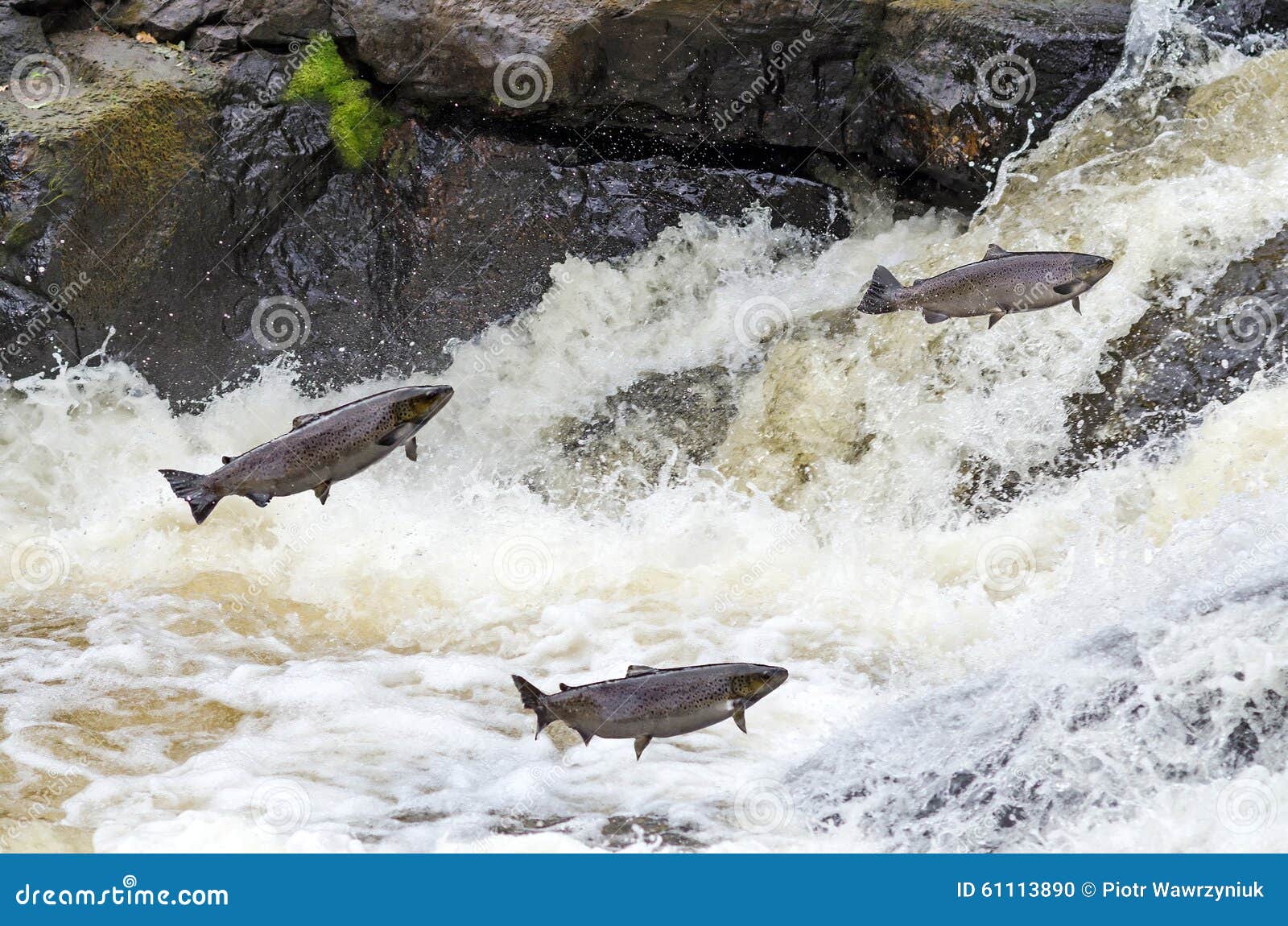 Springende Forelle Fotos - Kostenlose und Royalty-Free Stock-Fotos von ...