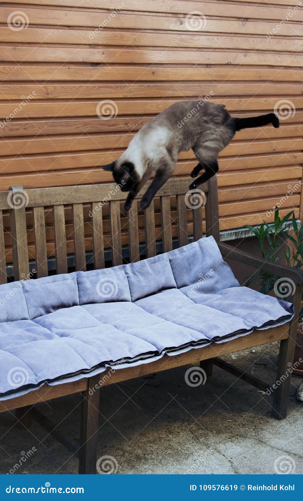 Springende Siam-Katze Eingelassen Dem Sprung Stockbild - Bild von ...