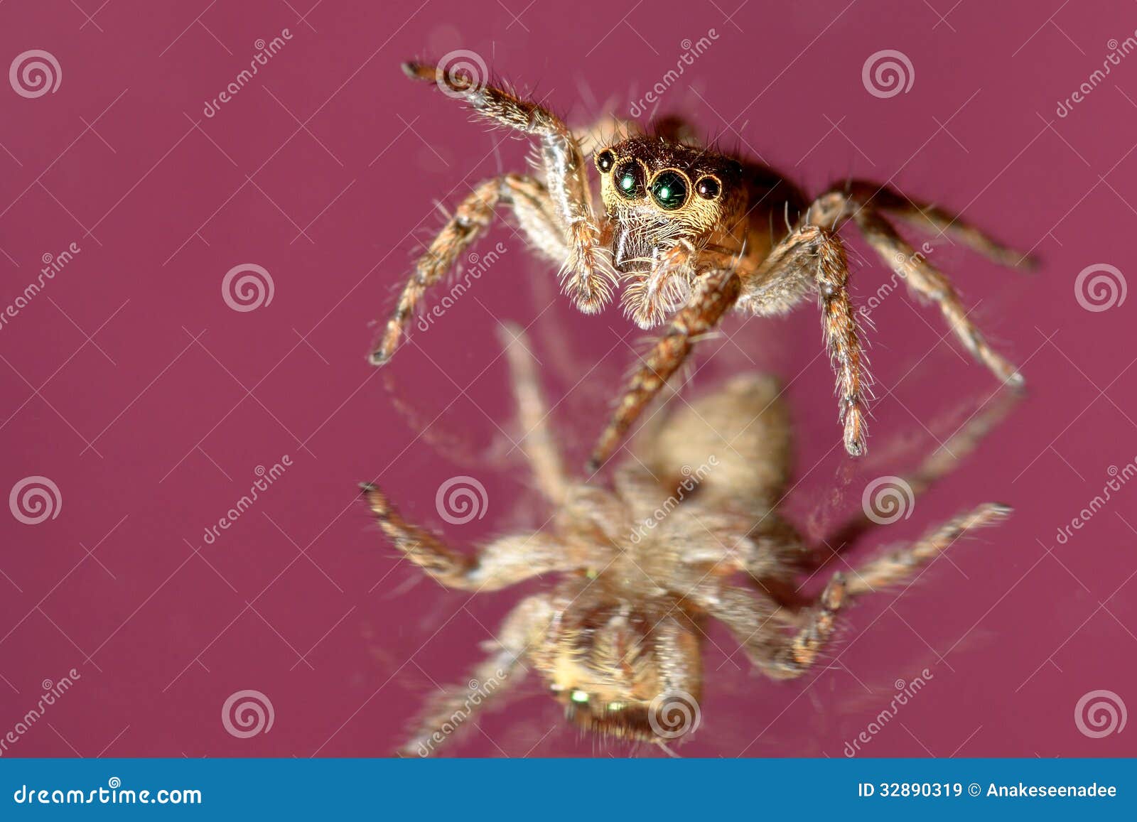 Springende spin stock afbeelding. Image of gezicht, sprong - 32890319