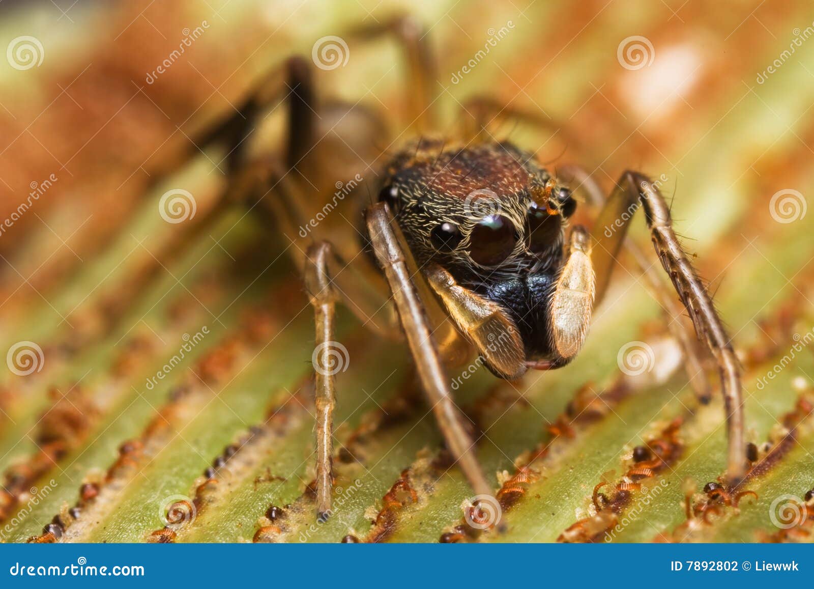 Springende Spin stock foto. Image of tuin, segmenten, installatie - 7892802