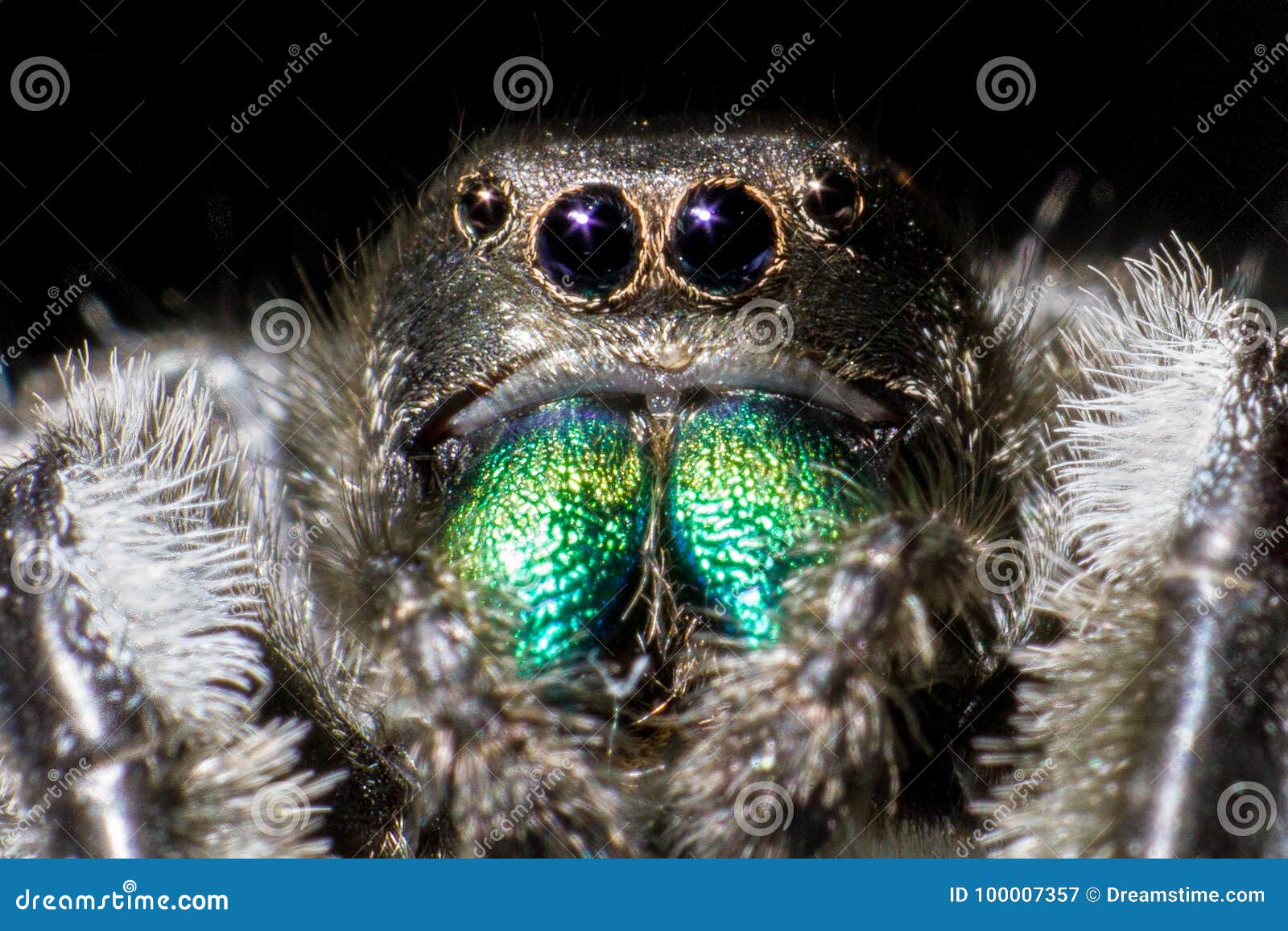 Springende Spinne stockbild. Bild von wildnis, tier - 100007357