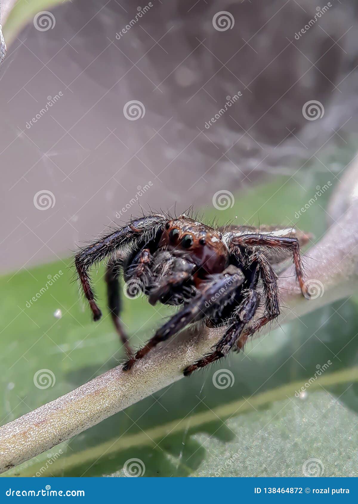 Springende Spinne stockfoto. Bild von makro, springen - 138464872