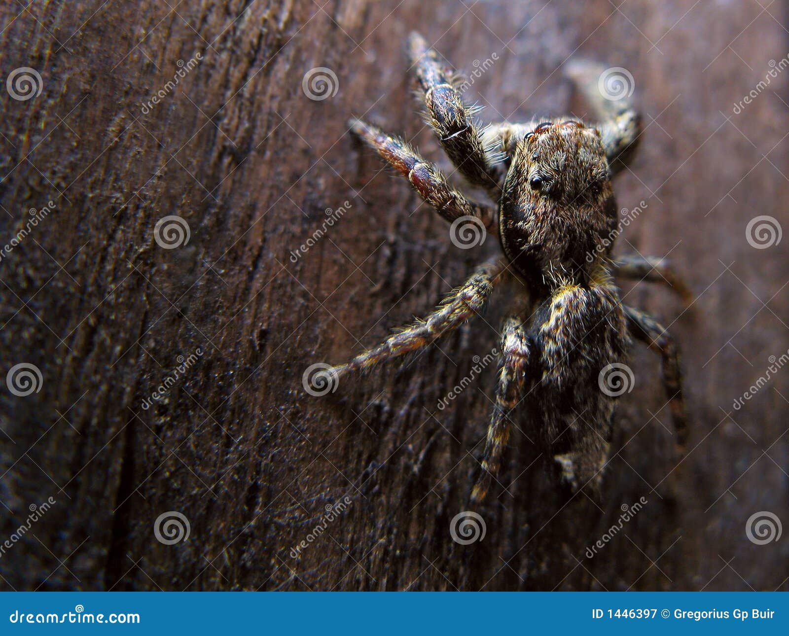 Springende Spinne Bild. Bild: 1446397