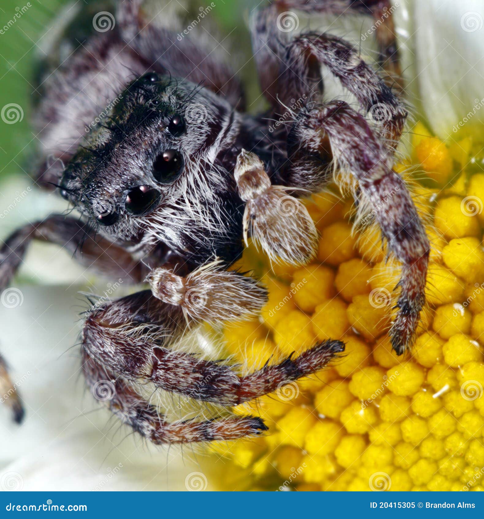 Springende Spinne stockbild. Bild von insekt, grün, tier - 20415305