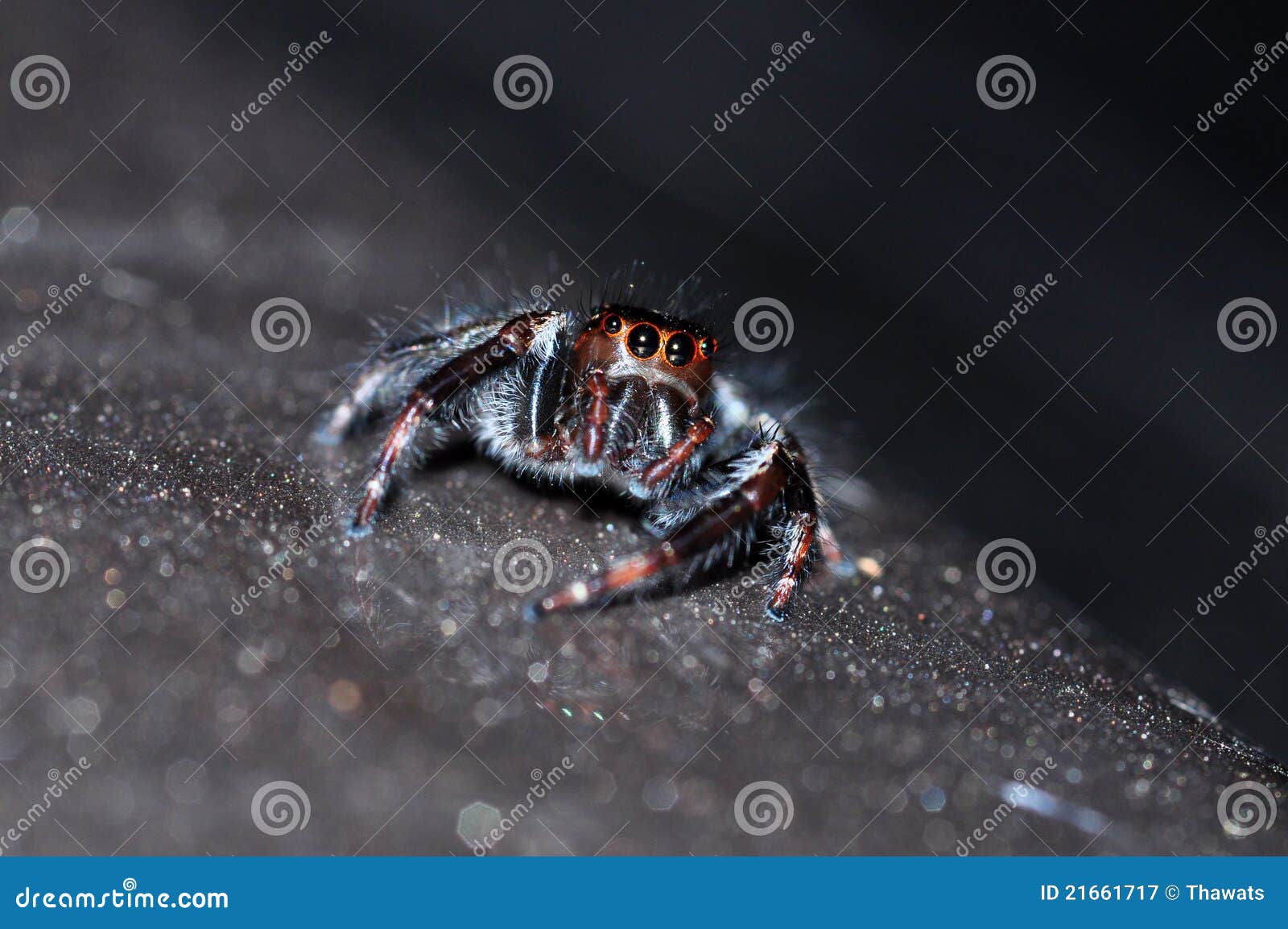 Springende Spinne stockbild. Bild von nave, schwarzes - 21661717
