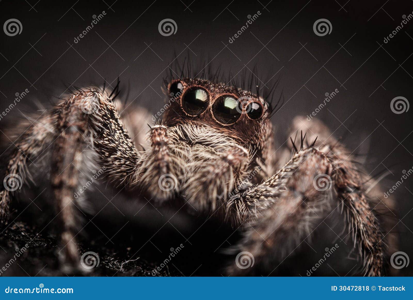 Springende Spinne stockfoto. Bild von makro, springen - 30472818