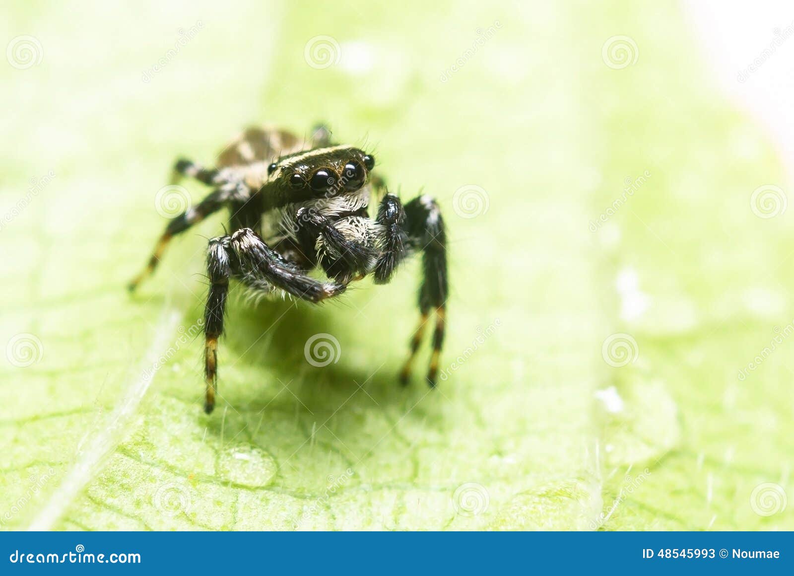 Springende Spinne stockbild. Bild von spinne, nahaufnahme - 48545993