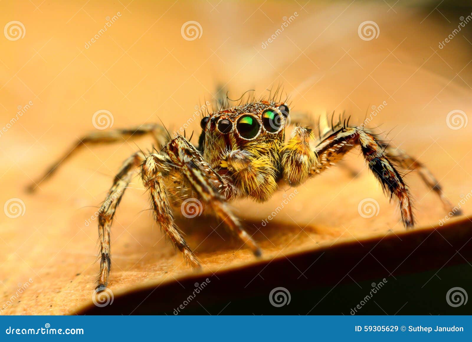 Springende Spinne stockbild. Bild von hintergrund, wild - 59305629