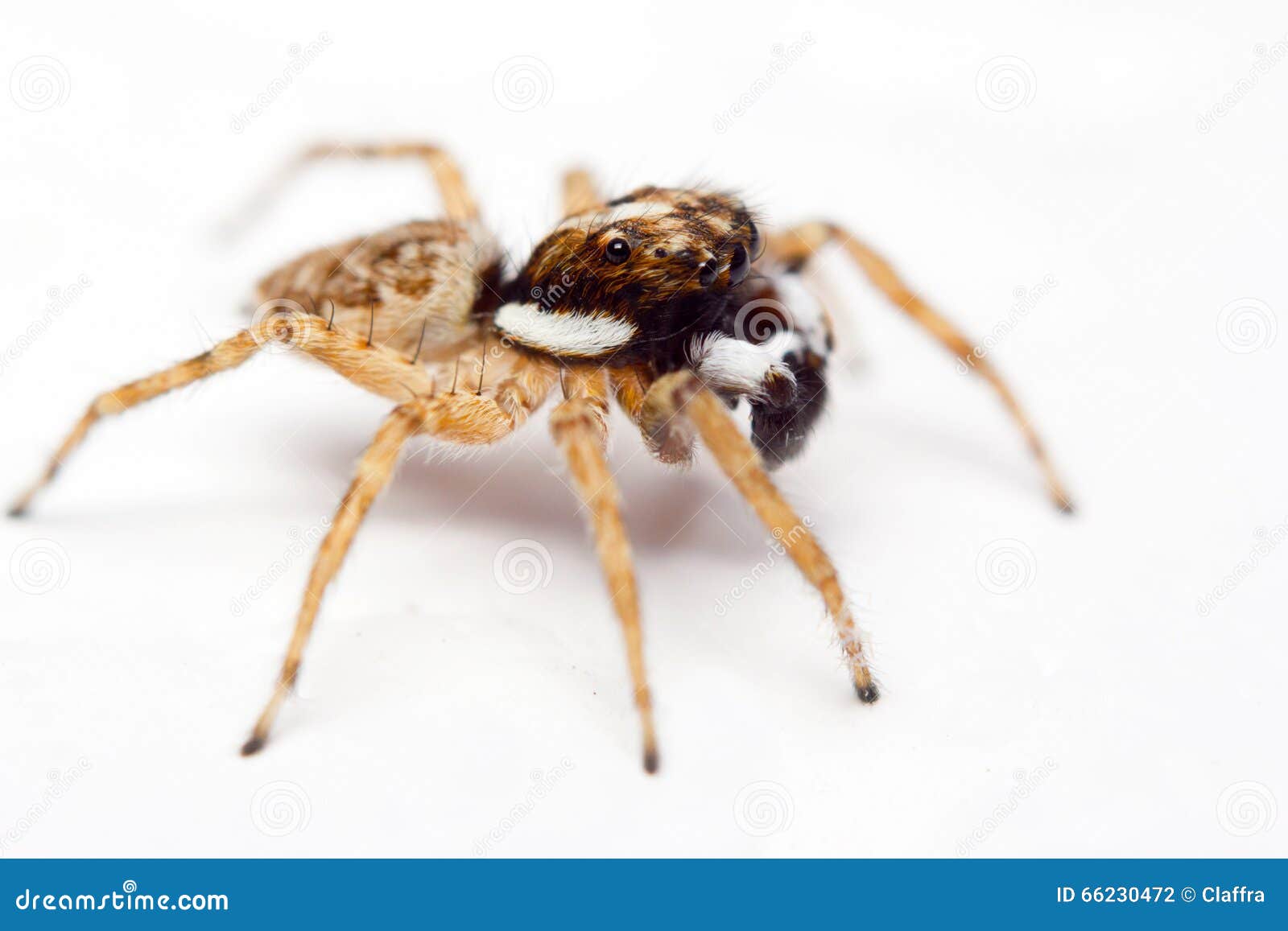 Springende Spinne stockfoto. Bild von springen, hell - 66230472