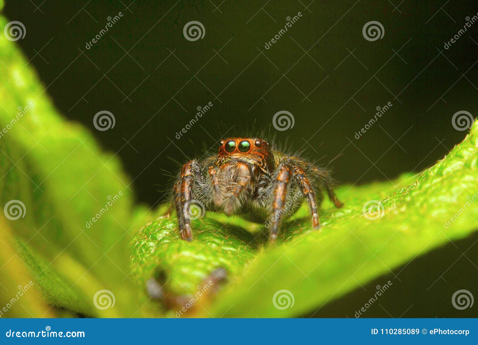 Springende Spinne, Aarey-Milch-Kolonie, INDIEN Stockbild - Bild von ...