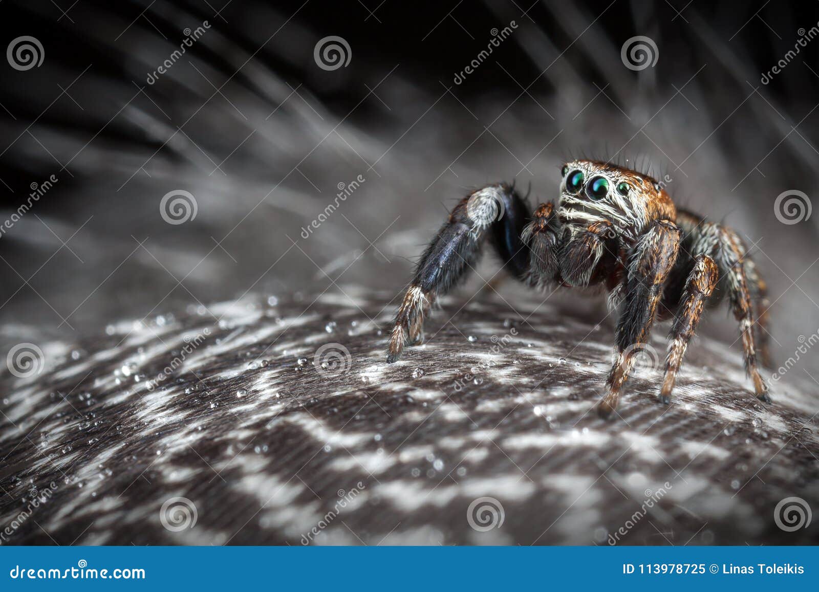 Springende Spinne Auf Den Federn Stockbild - Bild von haarig, auge ...