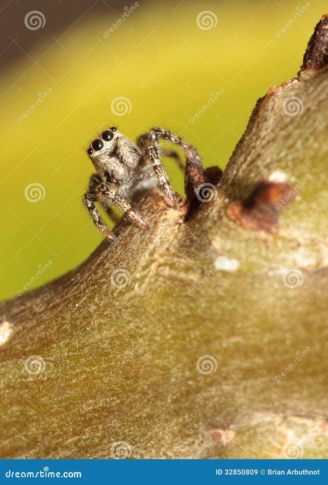 Springende Spinne Des Zebras. Stockbild - Bild von wildnis, insekt ...