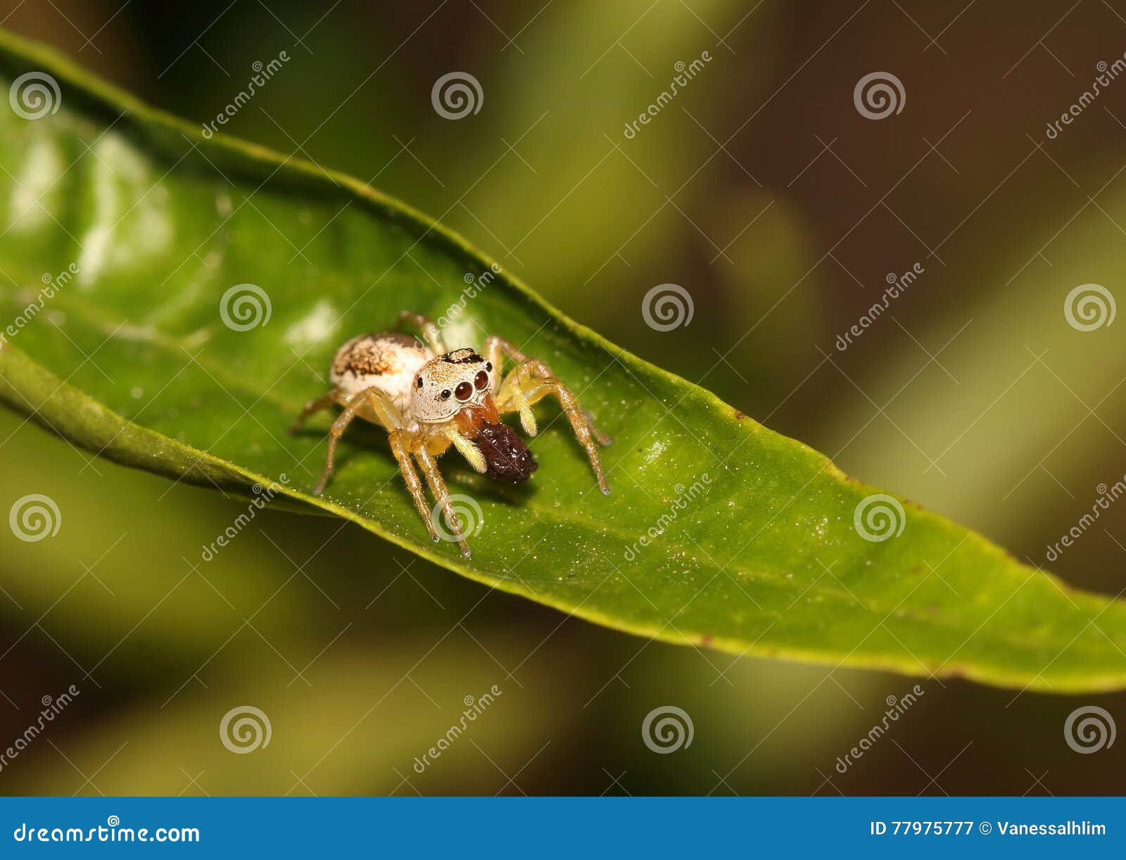 Springende Spinne, Die Auf Ein Totes Insekt Einzieht Stockbild - Bild ...
