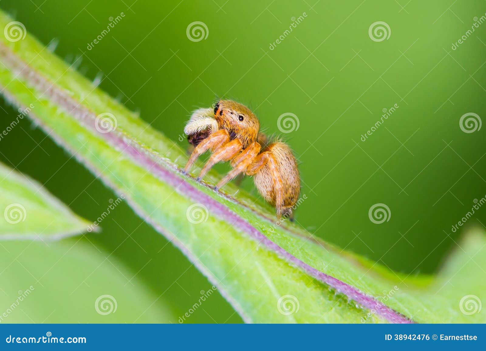 Springende Spinne, Die Insekt Isst Stockfoto - Bild von insekt, hong ...
