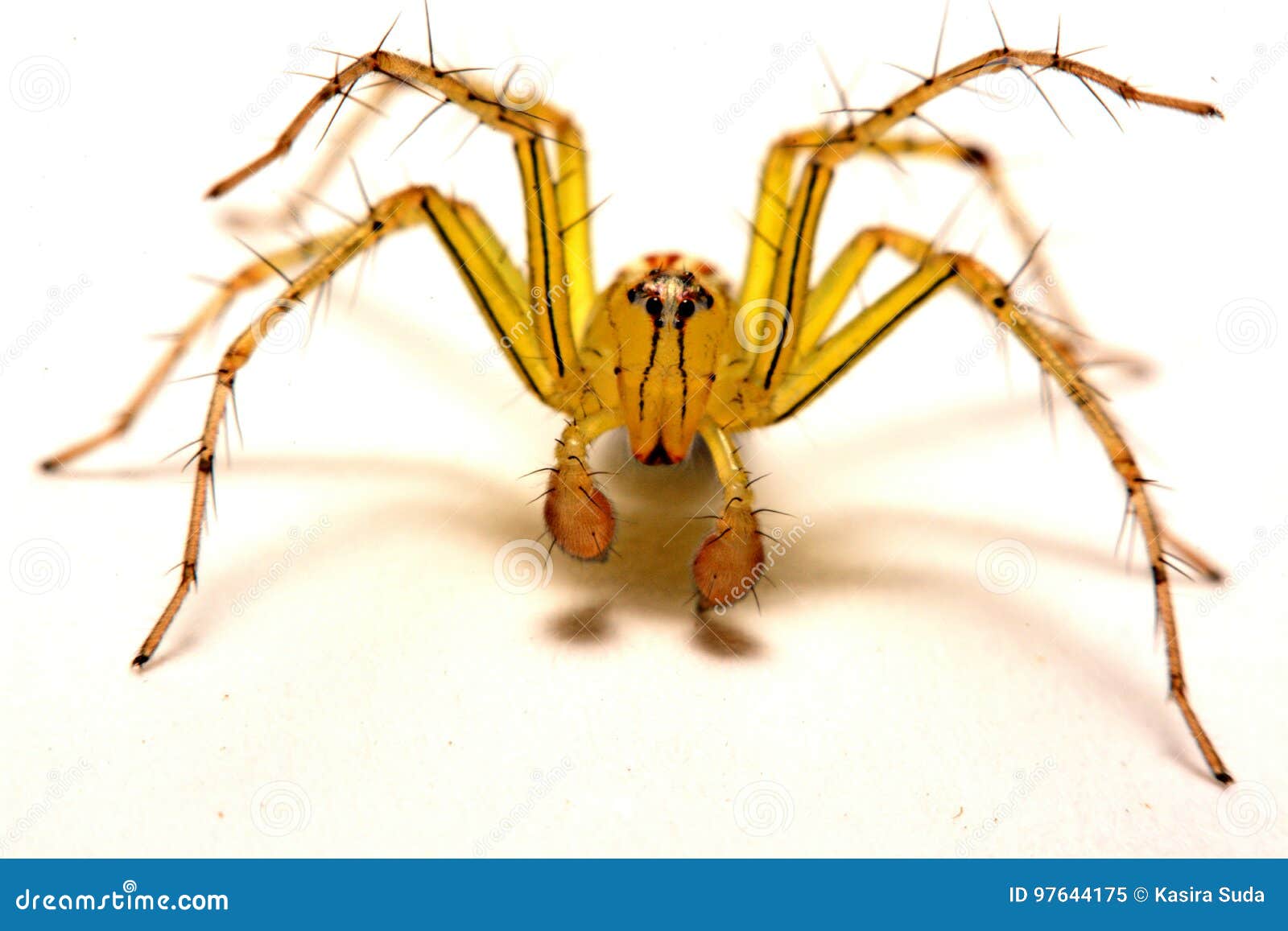 Springende Spinne Ein Abschluss Oben Einer Springenden Spinne Stockbild ...