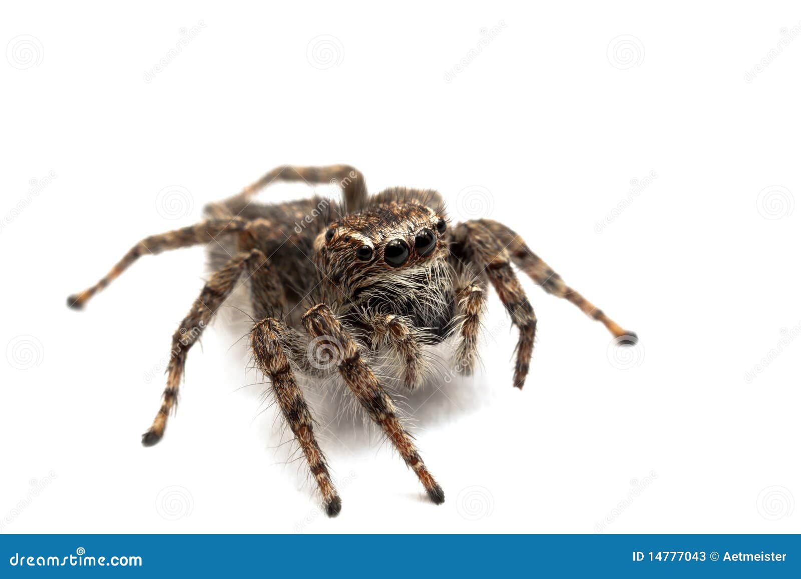 Springende Spinne Getrennt über Weiß Stockbild - Bild von gefärbt ...