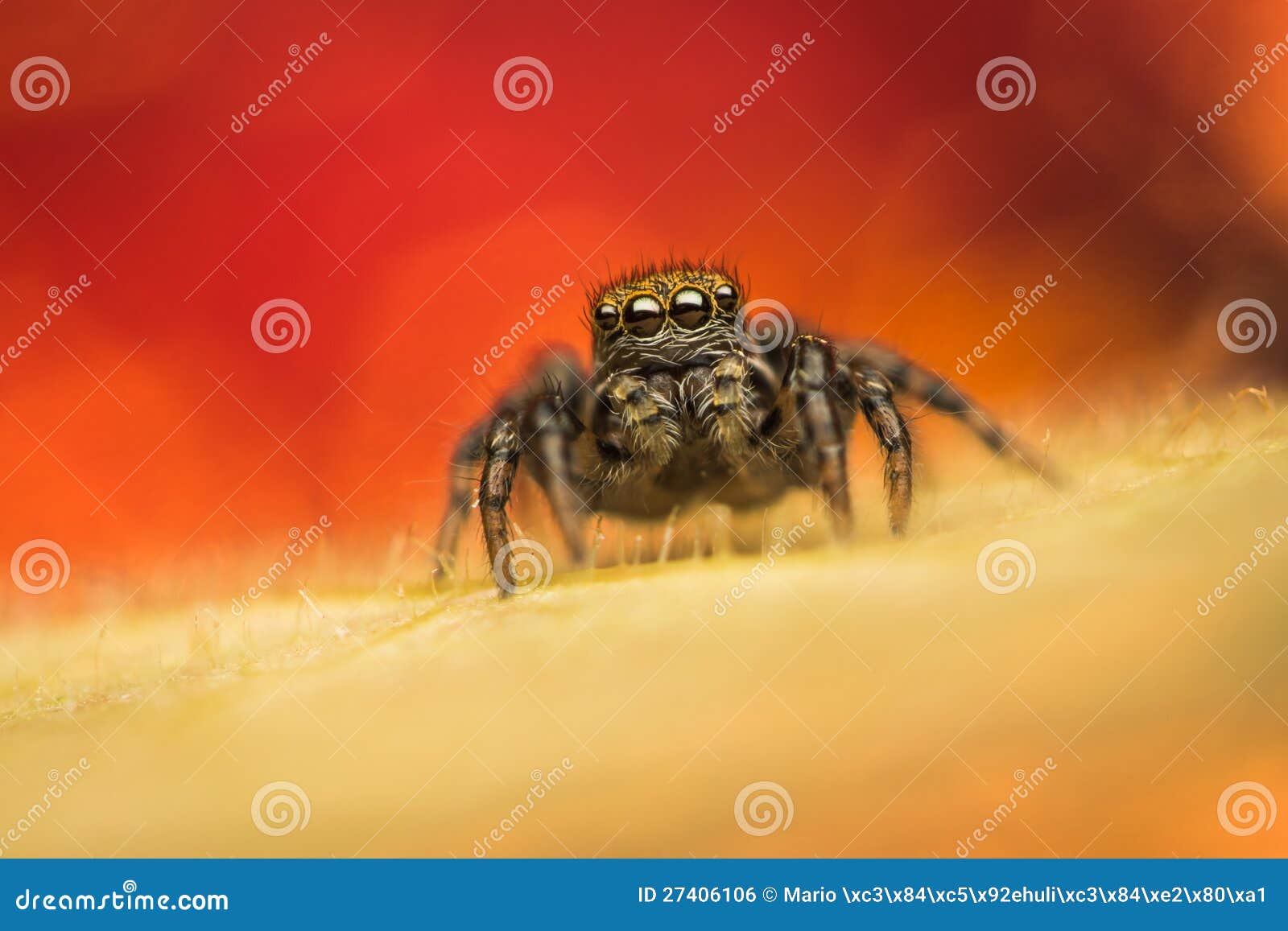 Springende Spinne (Phlegra Fasciata) Stockfoto - Bild von überbrücker ...