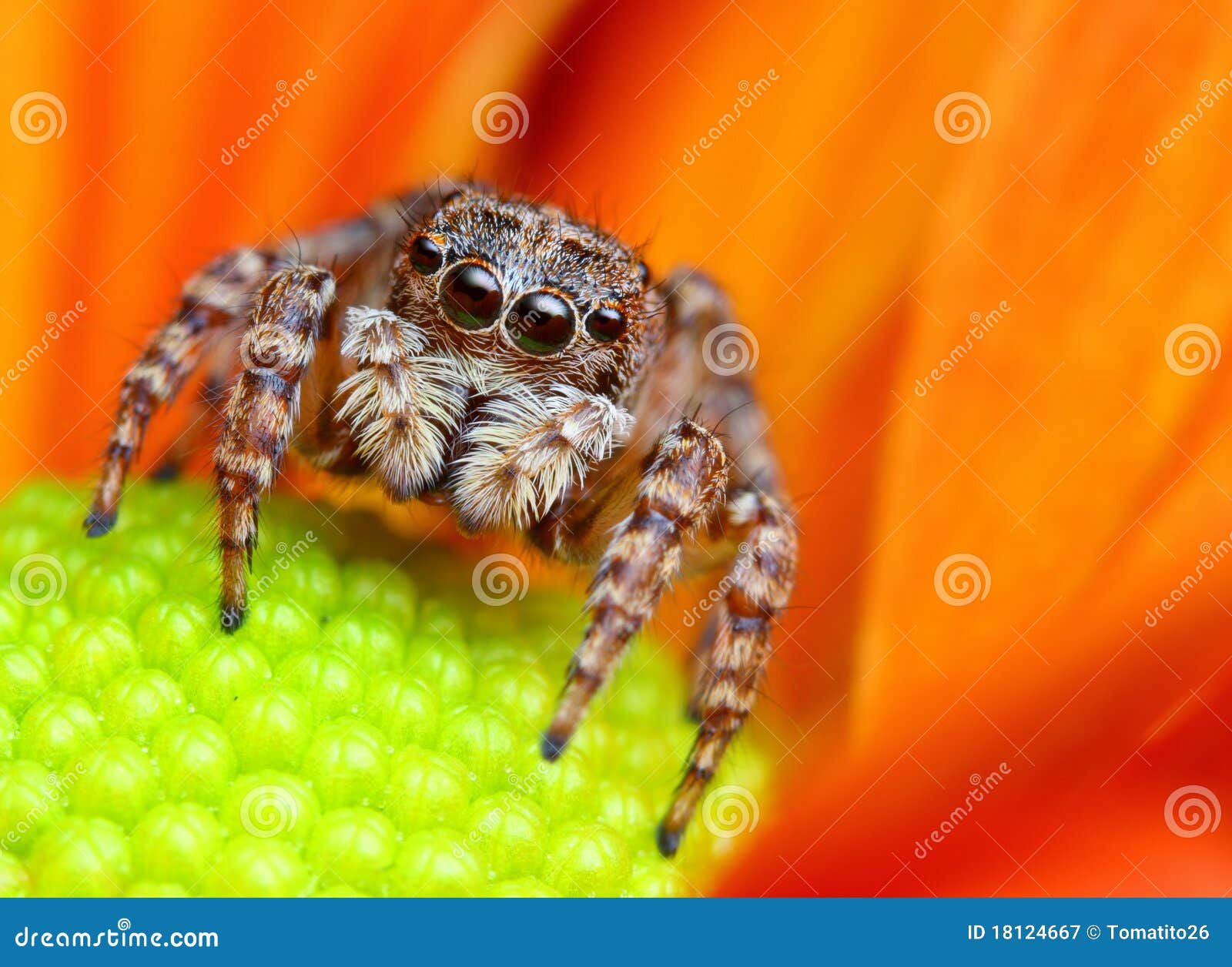 Springende Spinne Von Der Türkei Stockbild - Bild von neugierig, lustig ...