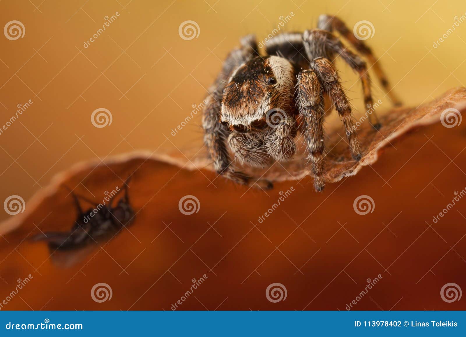 Springende Spinne, Welche Die Fliege Jagt Stockfoto - Bild von schauen ...