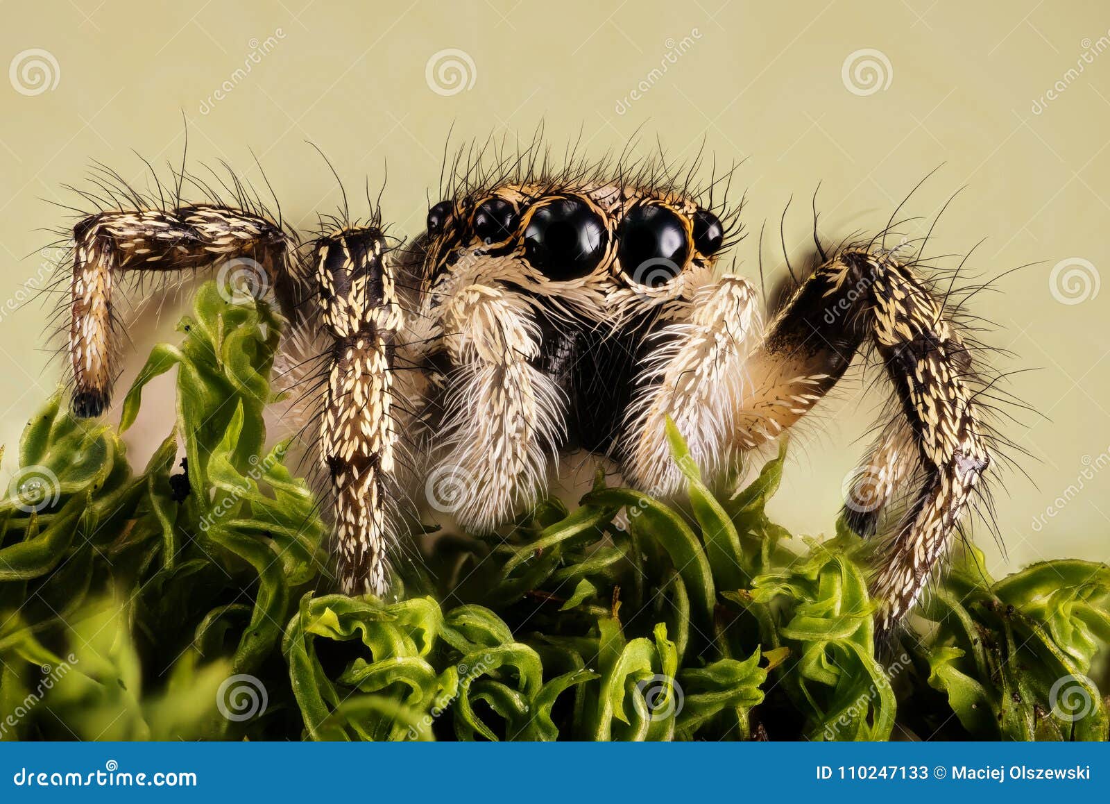 Springende Spinne, Zebra-hintere Spinne, Spinne, Salticus-scenicus ...