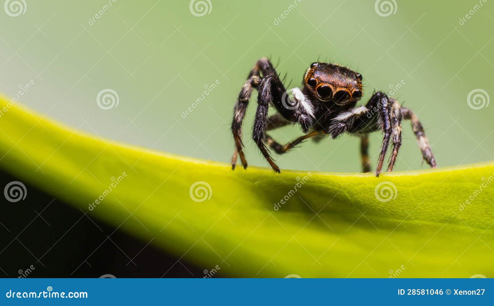 Springende Spinnen. stockfoto. Bild von fahrwerkbein - 28581046