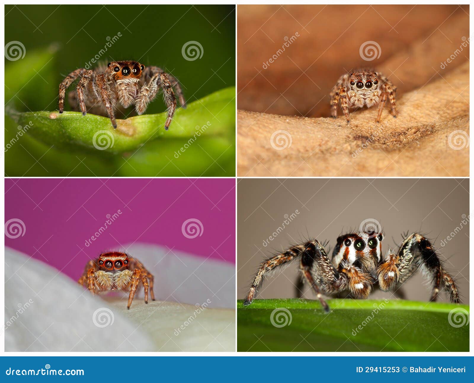 Springende Spinnen stockbild. Bild von springen, nave - 29415253