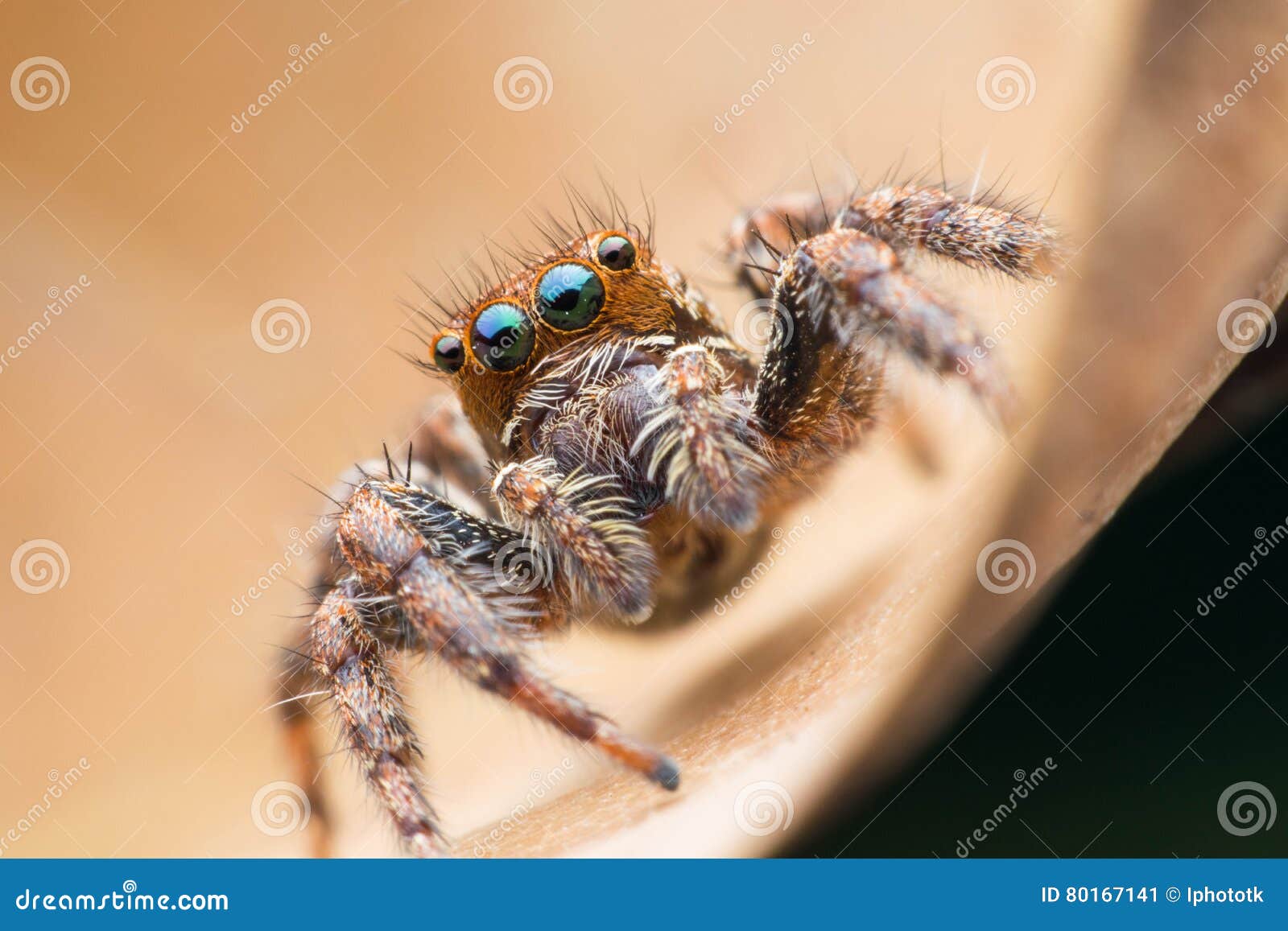 Springende Spinnen stockbild. Bild von makro, spinnentier - 80167141