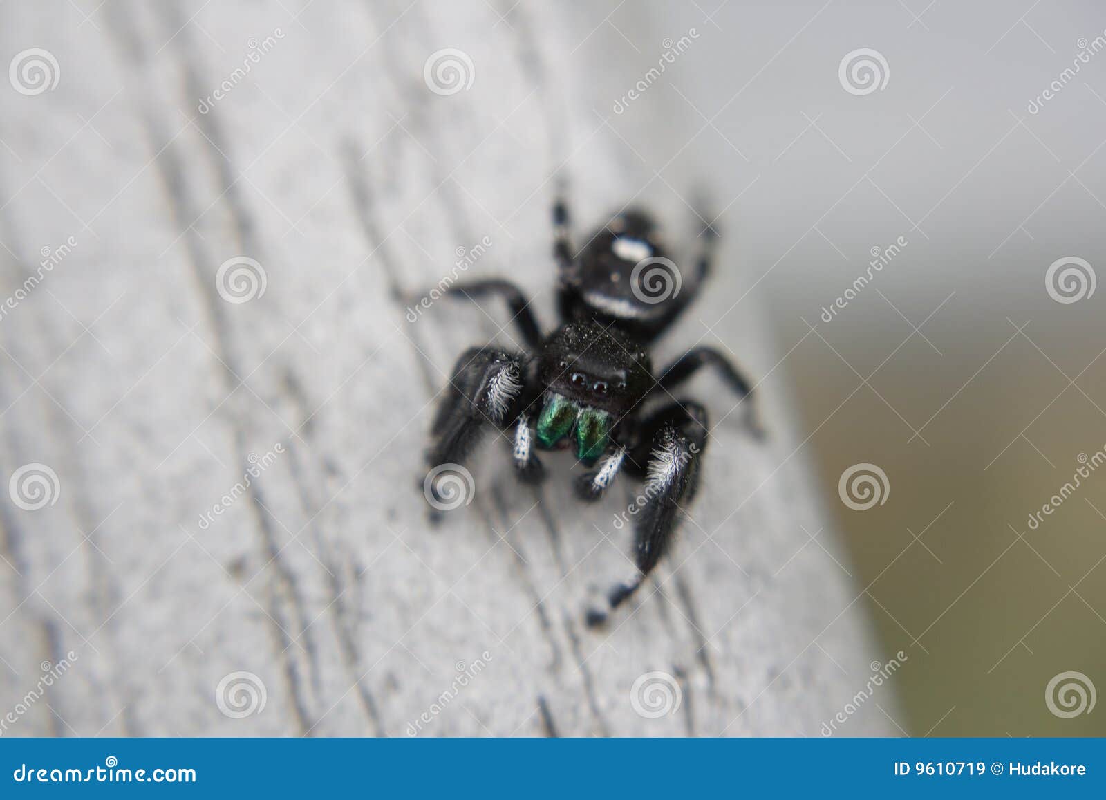 Springende Spinnen-Nahaufnahme Stockbild - Bild von spiderweb, seide ...