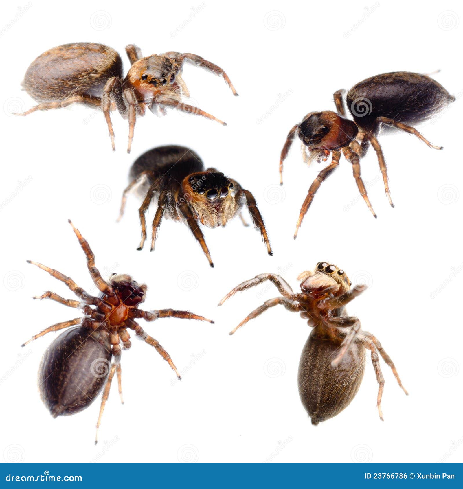 Springende Spinnenansammlung Stockfoto - Bild von springen, insekt ...