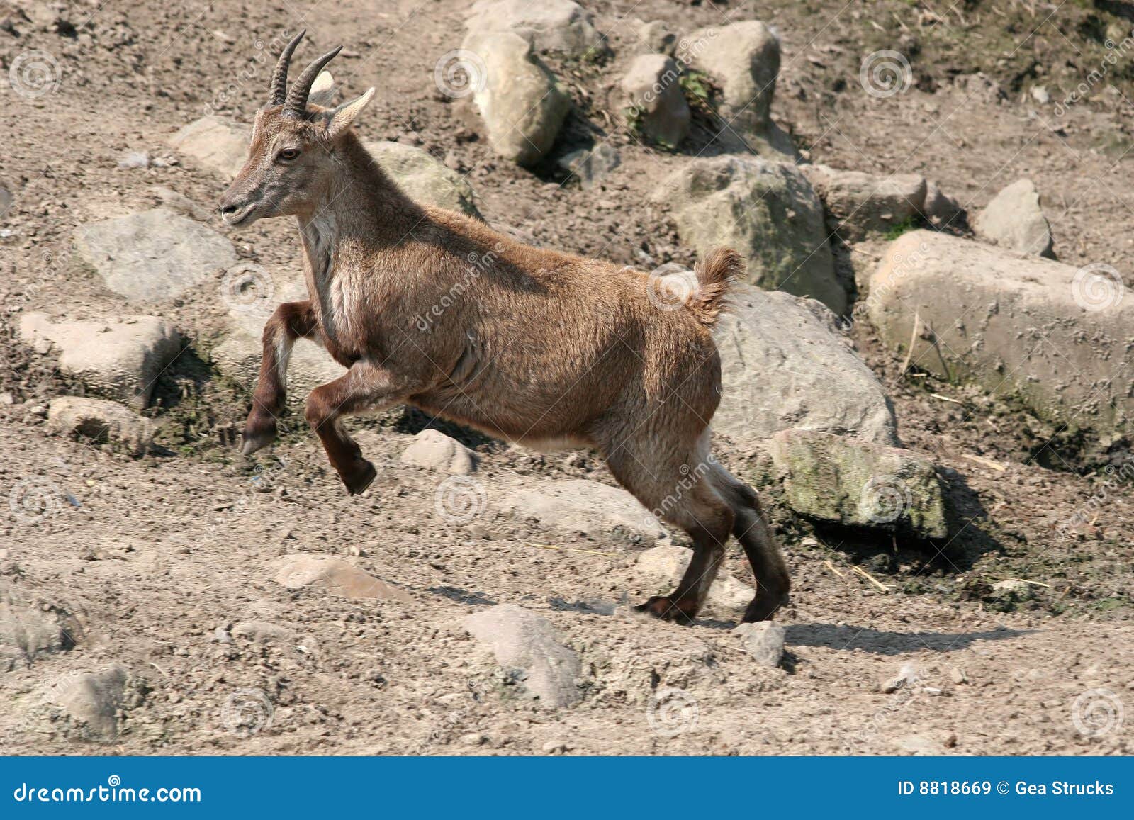 Springende Steenbok stock afbeelding. Image of wild, sprong - 8818669