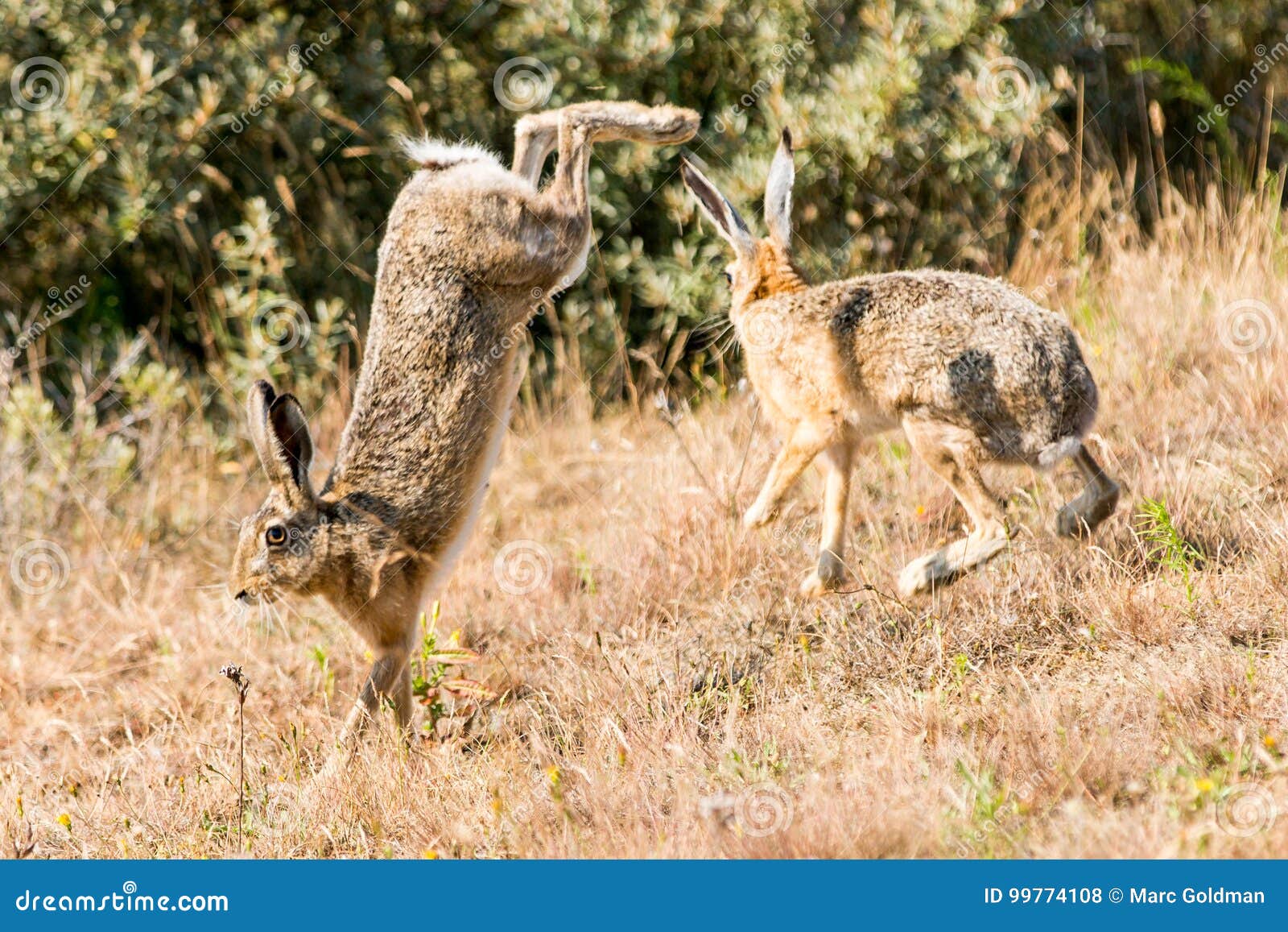 2 Springende Und Kämpfende Hasen Stockfoto - Bild von feld, häschen ...