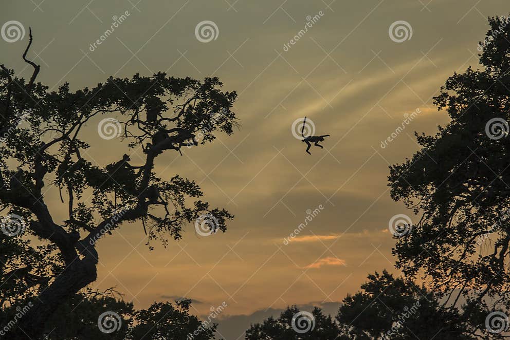 Springender Affe stockfoto. Bild von eingebürgert, landschaft - 35452552