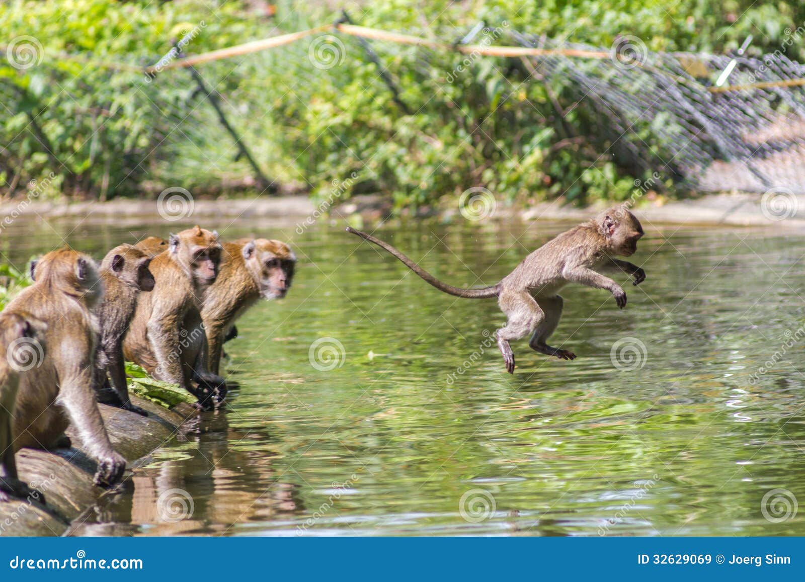 Springender Affe Direkt Oben Stockbild - Bild von fotographie, porträt ...