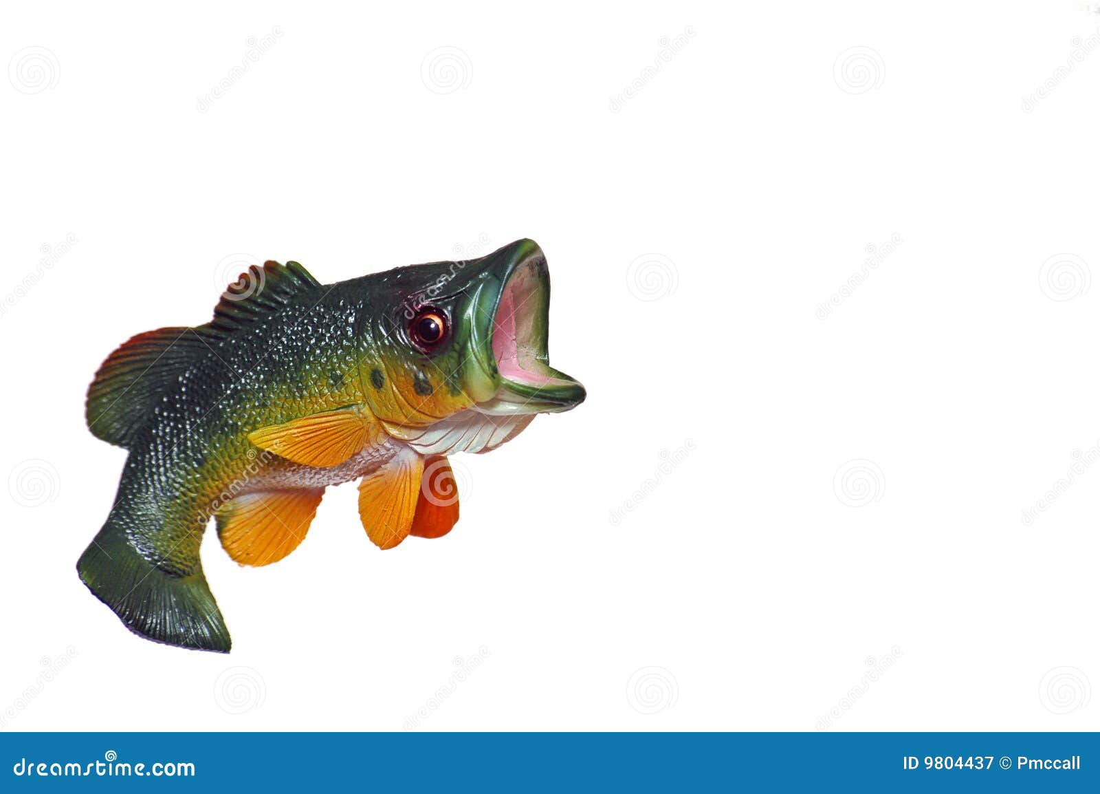 Springender Barsch stockbild. Bild von öffnung, fischen - 9804437