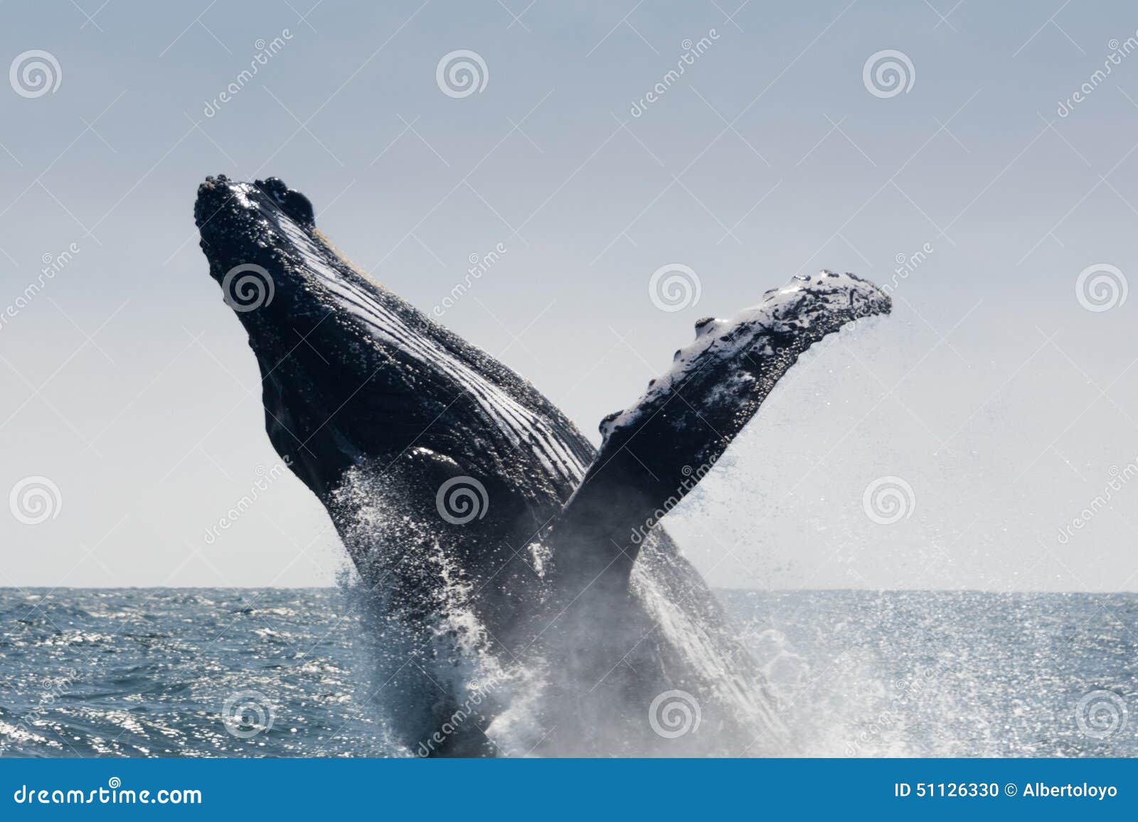 Springender Buckel-Wal, Ecuador Stockfoto - Bild von park, ecuador ...