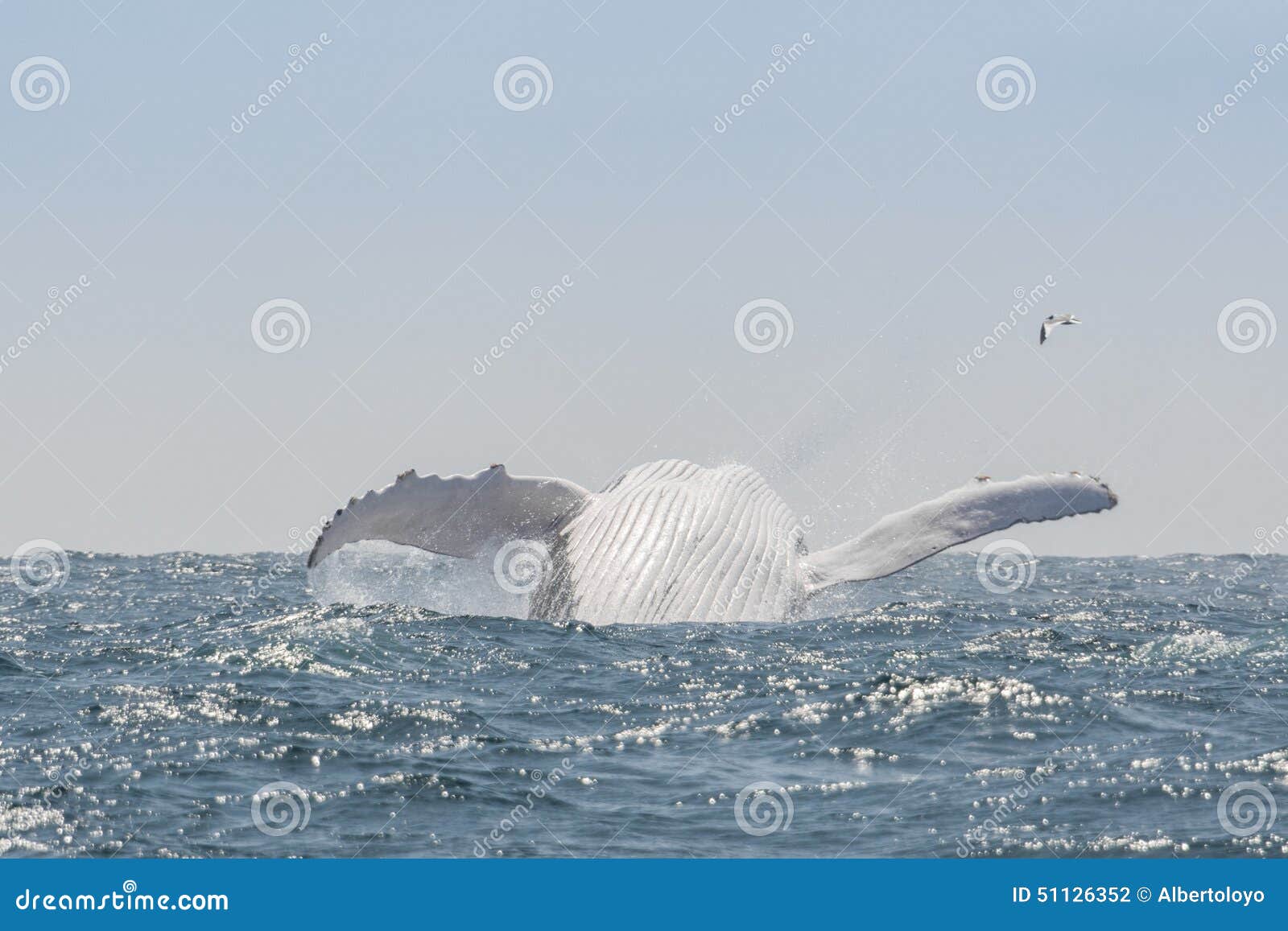 Springender Buckel-Wal, Ecuador Stockfoto - Bild von hafen, amerika ...