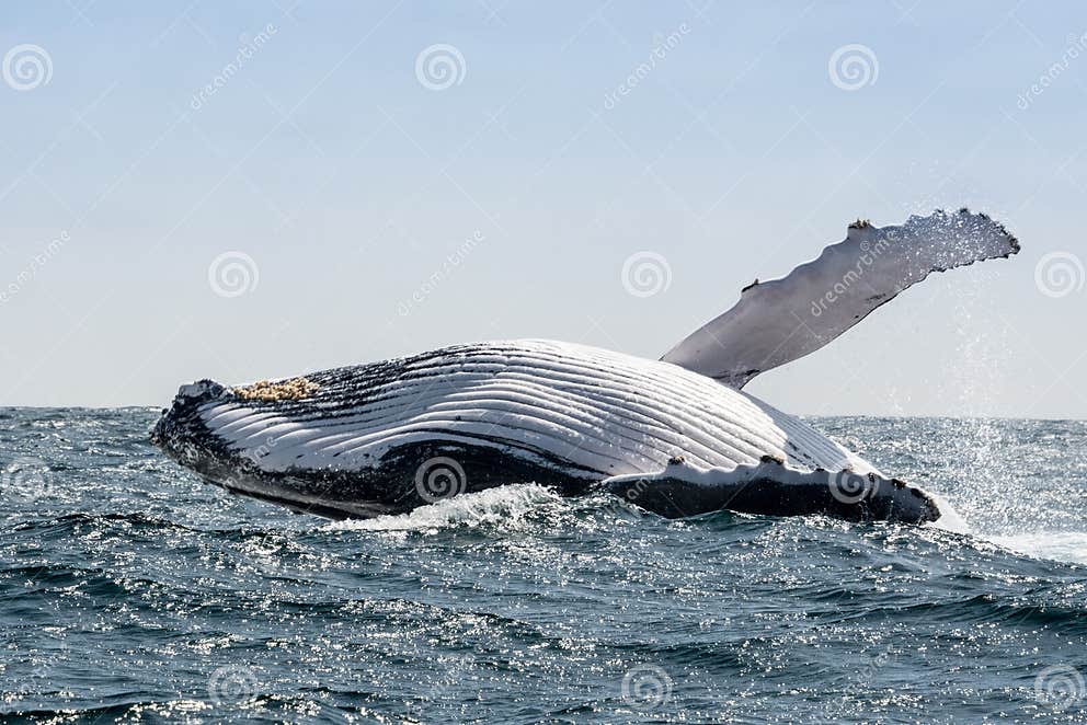 Springender Buckel-Wal, Ecuador Stockfoto - Bild von manta, fische ...