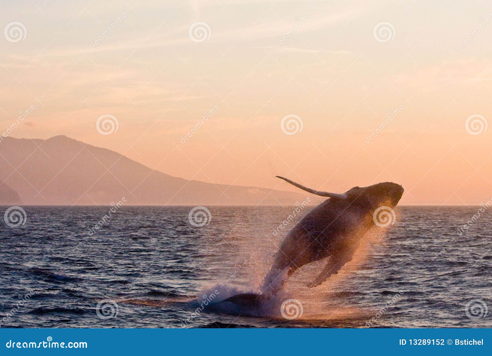 Springender Buckelwal stockfoto. Bild von tier, leuchte - 13289152