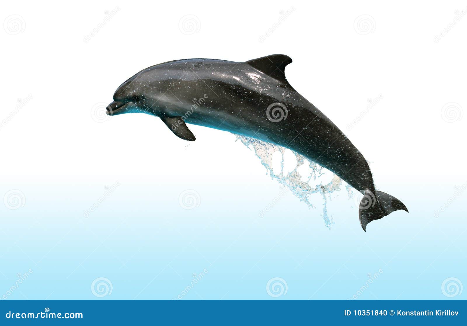 Springender Delphin stockfoto. Bild von ausbildung, spielerisch - 10351840