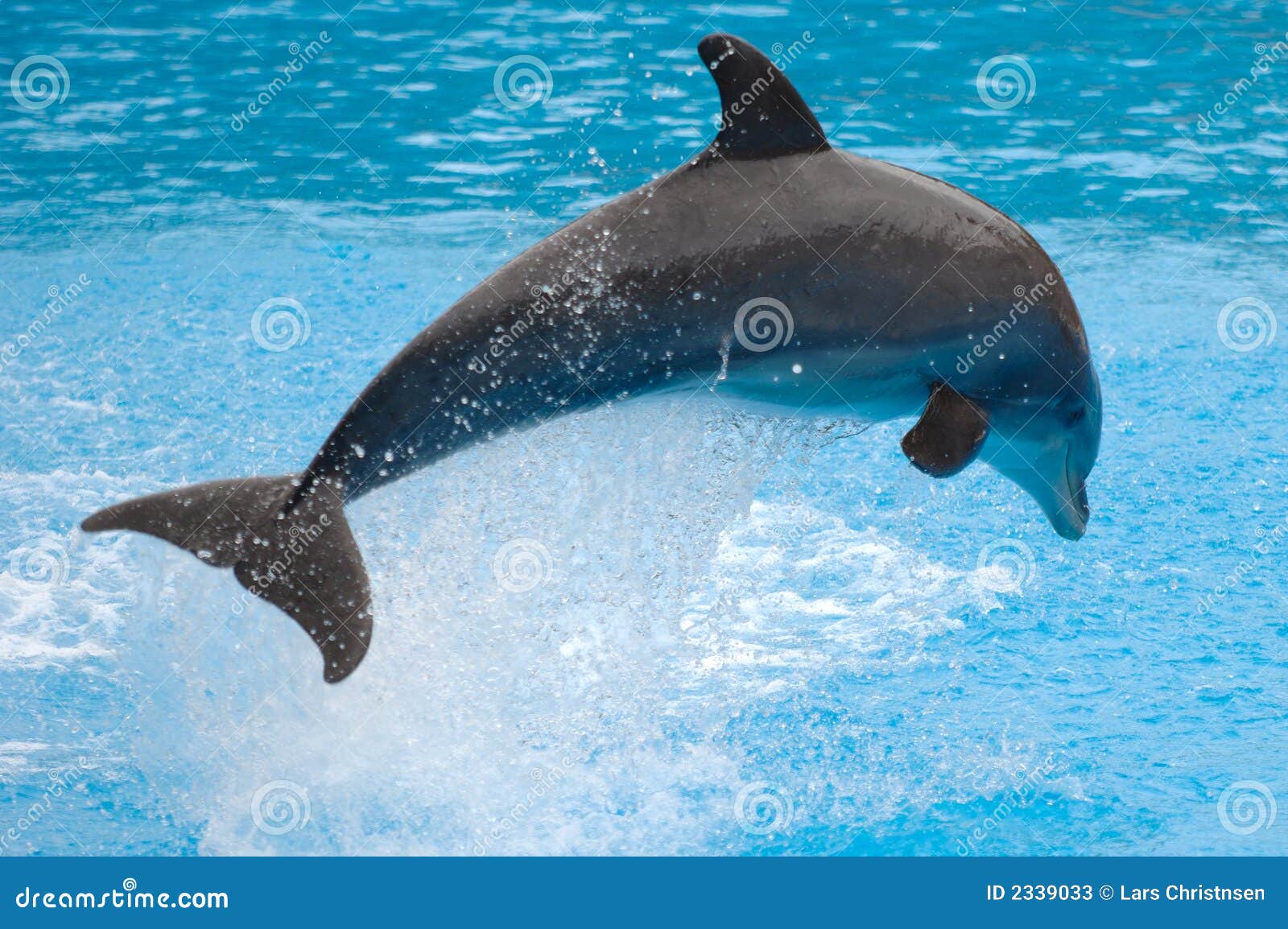 Springender Delphin stockbild. Bild von geschöpf, unterhaltung - 2339033
