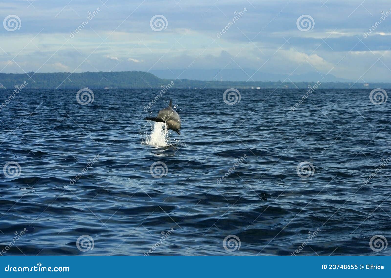 Springender Delphin stockbild. Bild von intelligent, sprung - 23748655